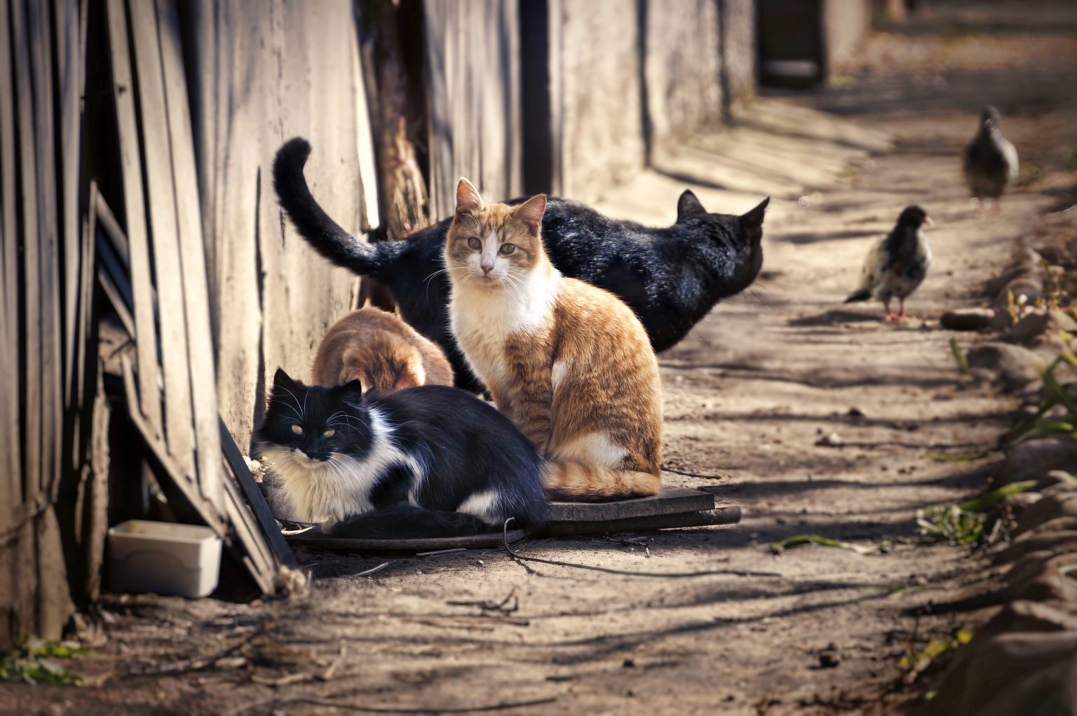 Ask A Veterinary Team: All About Community Cats - Mt. Pleasant Animal ...