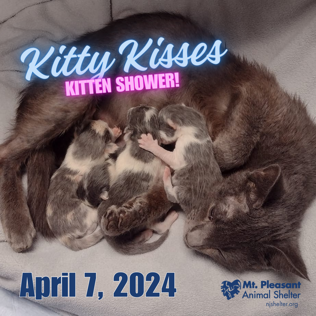 Kitty Kisses Kitten Shower - Mt. Pleasant Animal Shelter