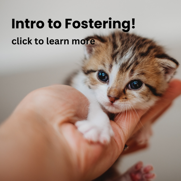 Intro to Kitten Fostering - Mt. Pleasant Animal Shelter